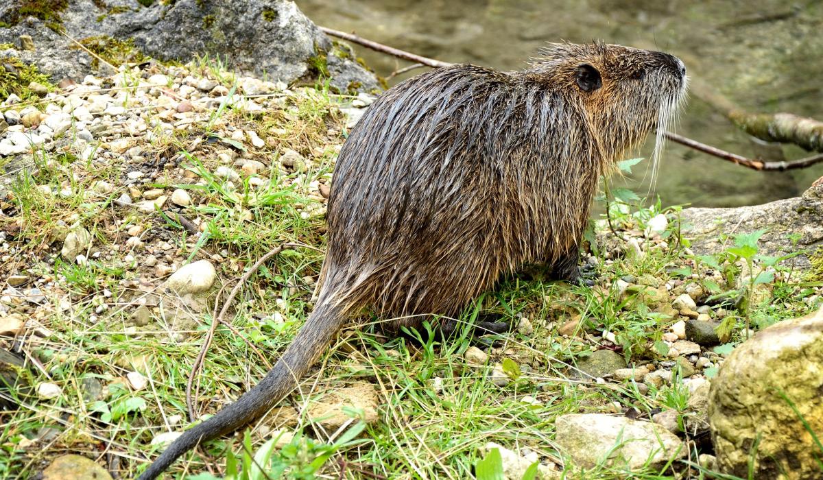 'Do not engage the rodent,' Warning issued as metre-long super rat ...