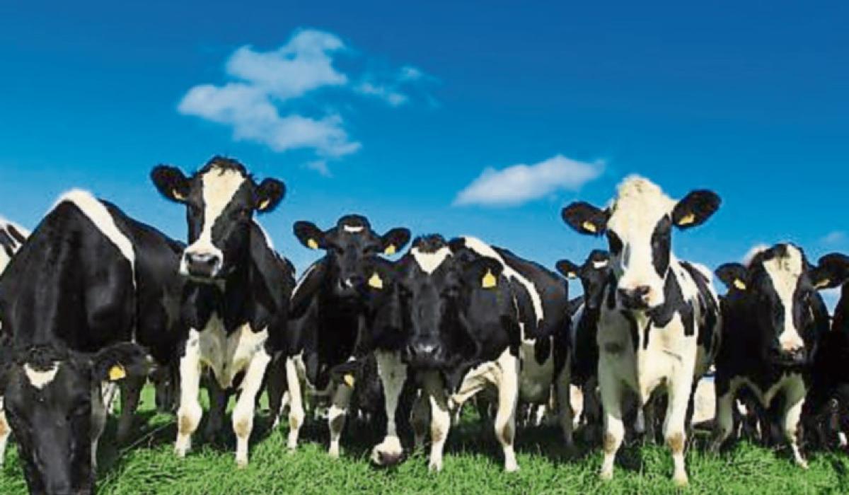 Farming families in Carlow to get €10 billion through CAP Strategic ...