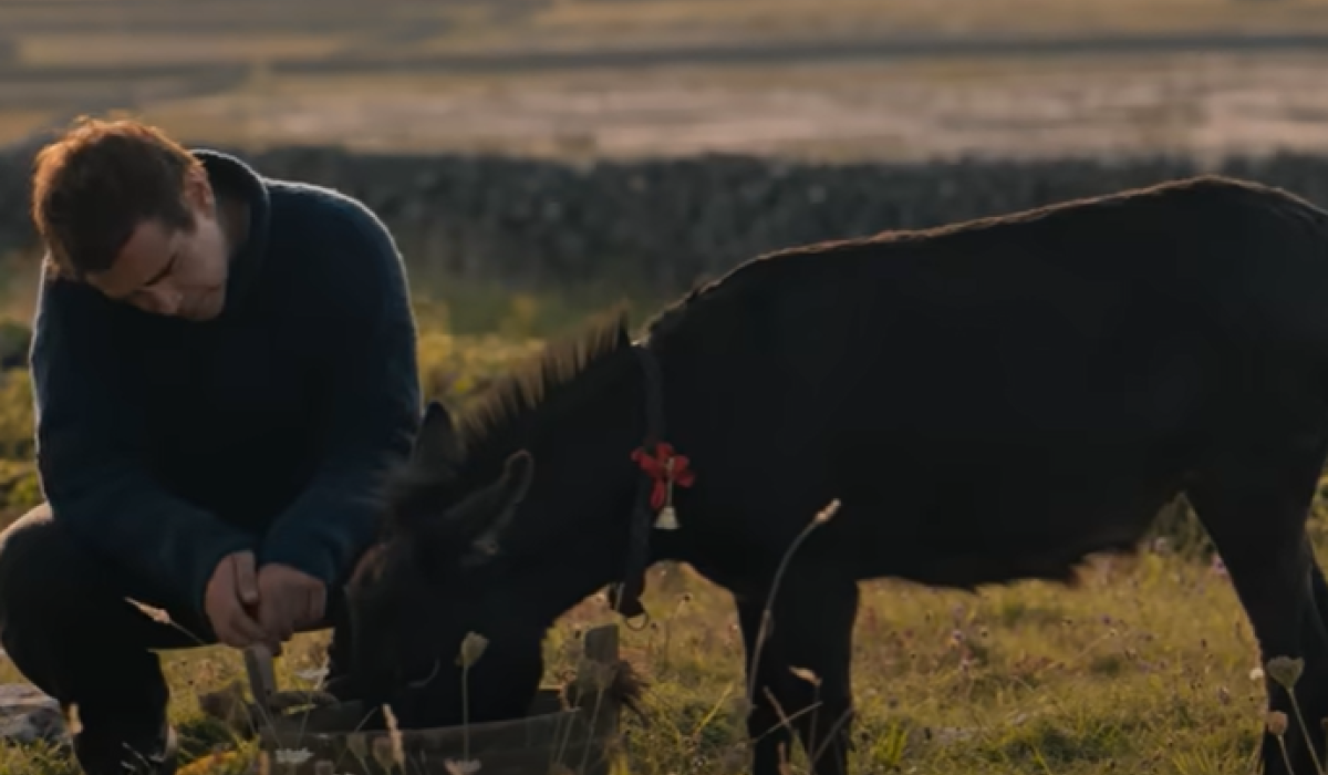 Movie star: Beloved donkey from Banshees of Inisherin becomes Carlow ...
