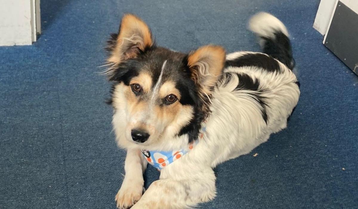 Look familiar? 'Lovable' pup goes unclaimed after two nights in Dublin ...