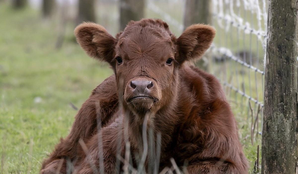 Carlow revealed as one of the worst counties to start a farm in Ireland ...
