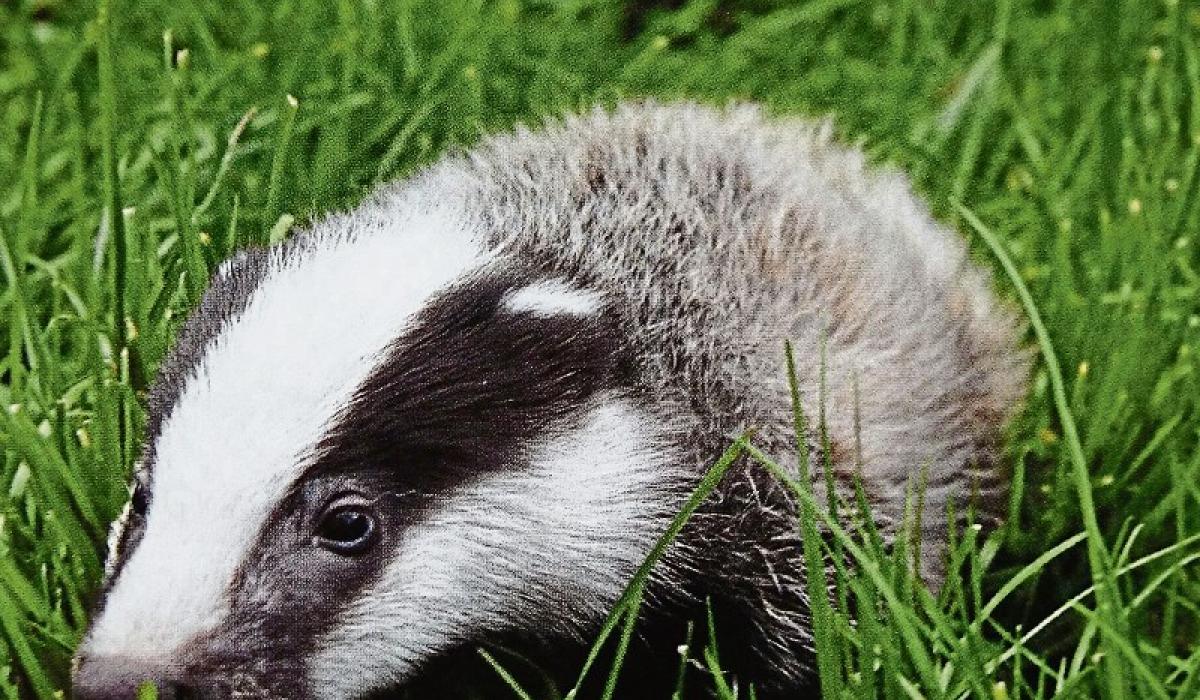 Irish farmers urged to use new badger tracking app to tackle bovine TB ...