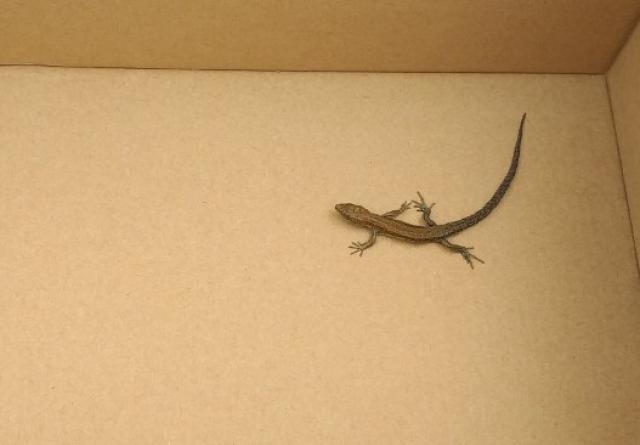 Baby House Lizards