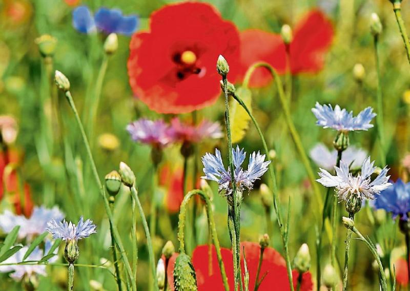 WEATHER: 'Dry and sunny once again' Before dull weather looks to return ...