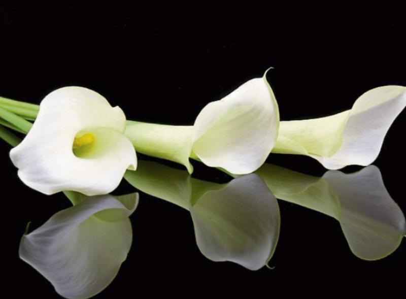 RIP: Tributes paid to a 'wonderful strong lady' following the passing ...