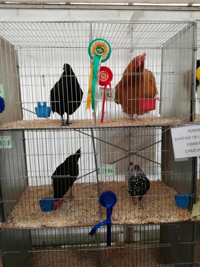 GALLERY: Tullow Show the 'best ever' as rain holds off for agricultural ...